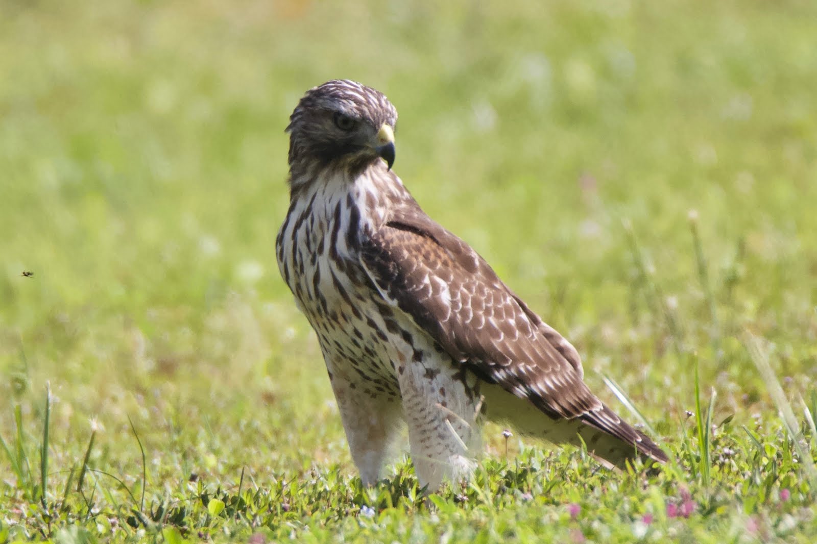 Field Trips - Space Coast Birding and Wildlife Festival
