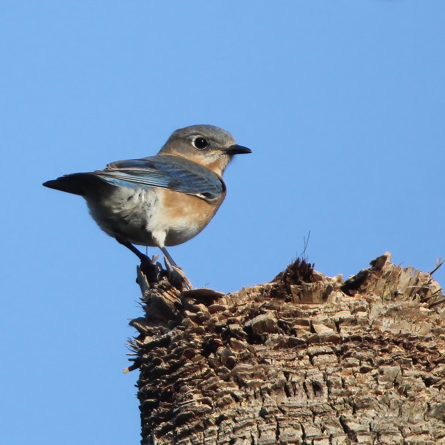 Field Trips - Space Coast Birding and Wildlife Festival