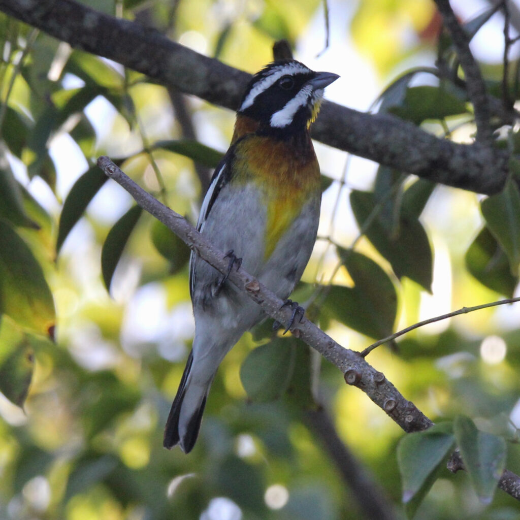 Field Trips - Space Coast Birding and Wildlife Festival